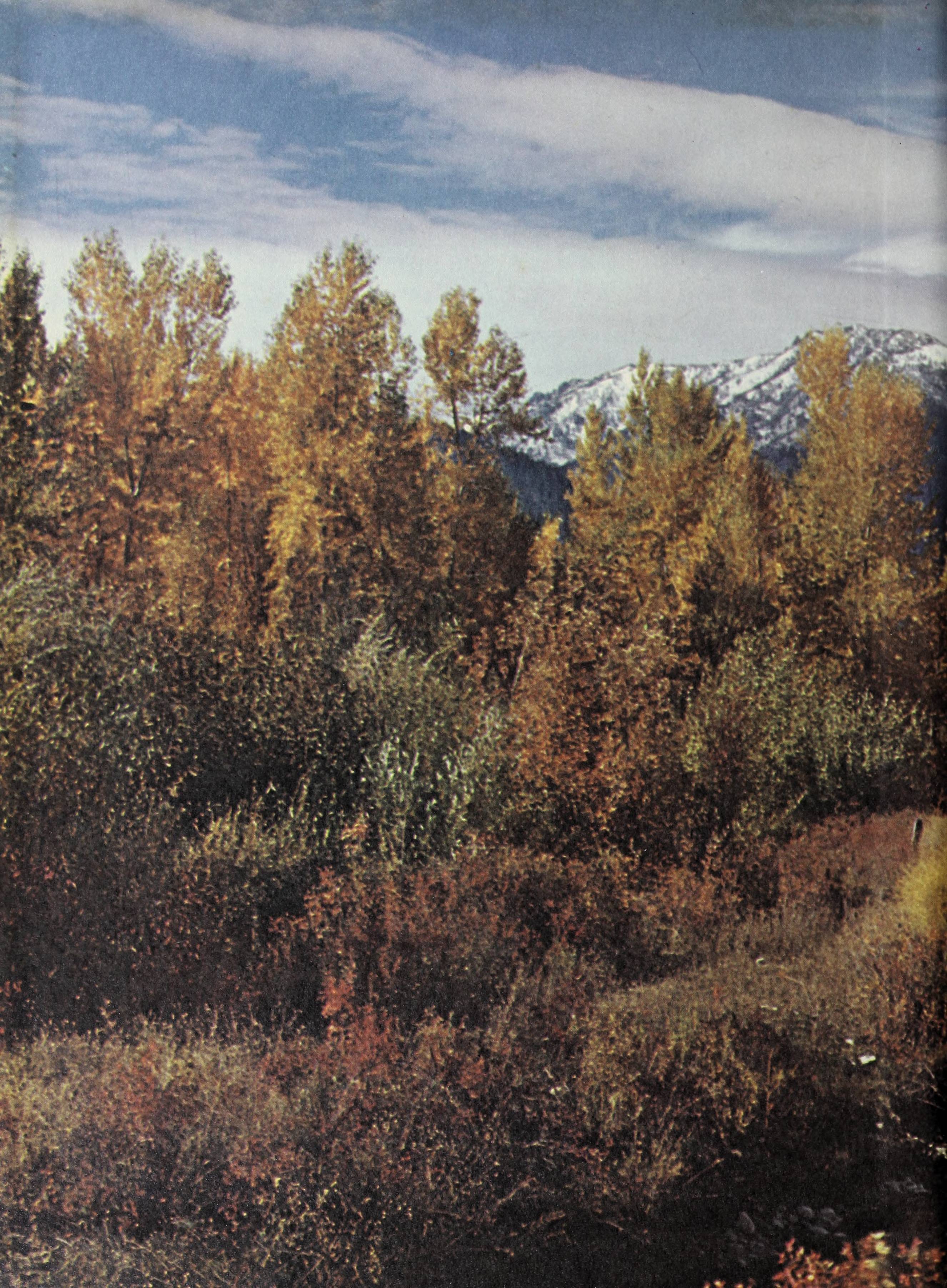 Wescomb [1961]