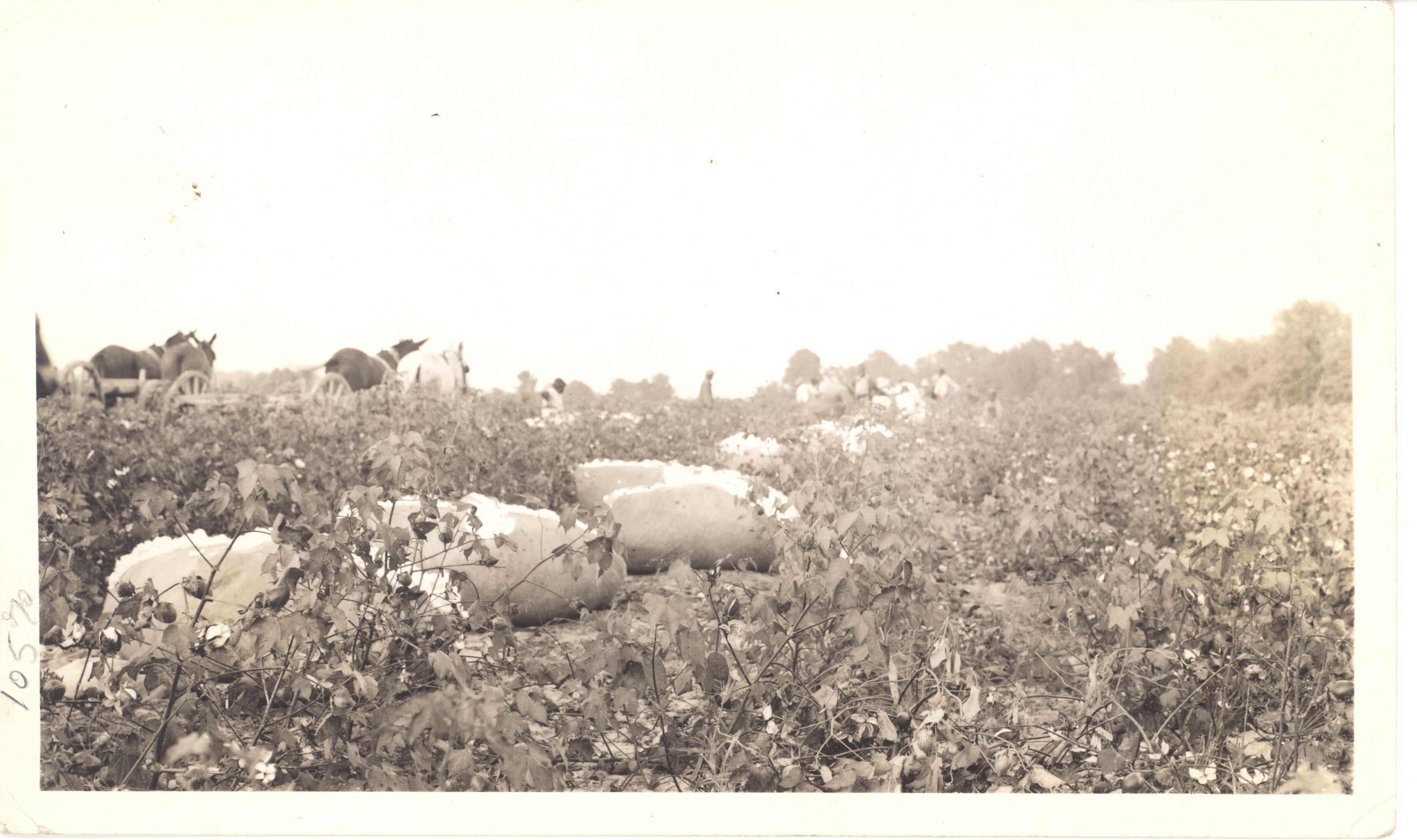 Cotton Fields with Bales of Cotton, Edgecombe County N.C.
